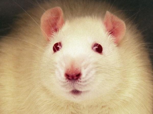 LAS RATAS TAMBIÉN MUESTRAN ARREPENTIMIENTO