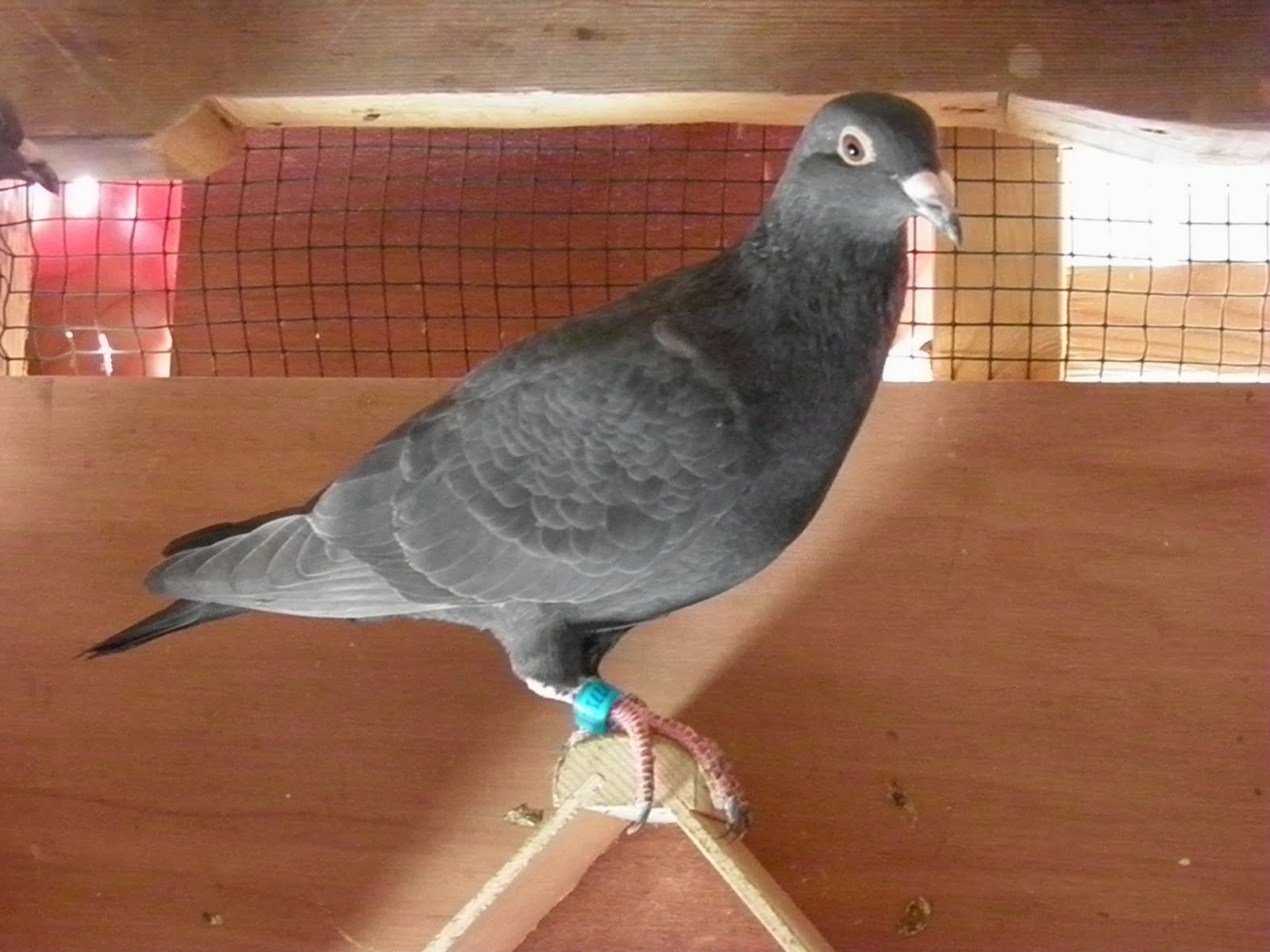 postduiven: Mijn duiven