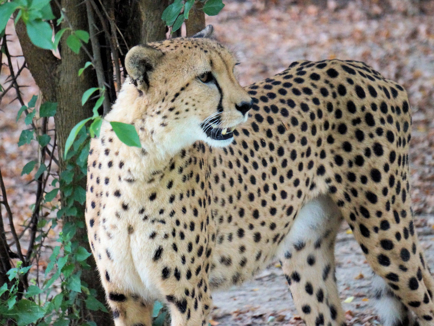 Memphis Mid-South Sights: Memphis Cool Cats; A peek into the Memphis zoo