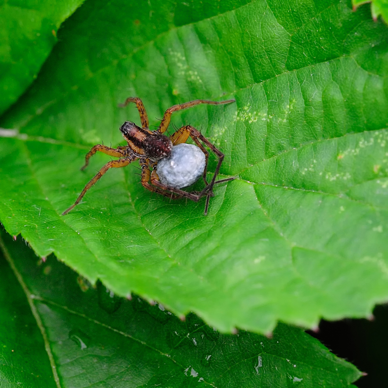 Knuts tips om makrofotografering: Edderkopper