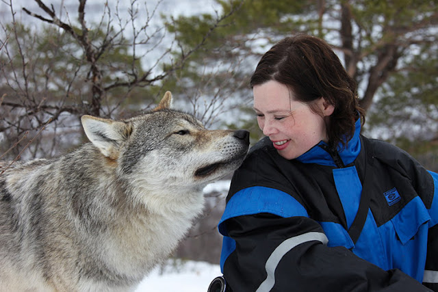 White Wolf : 15 Most Amazing Pictures of Wolf - Human Interaction