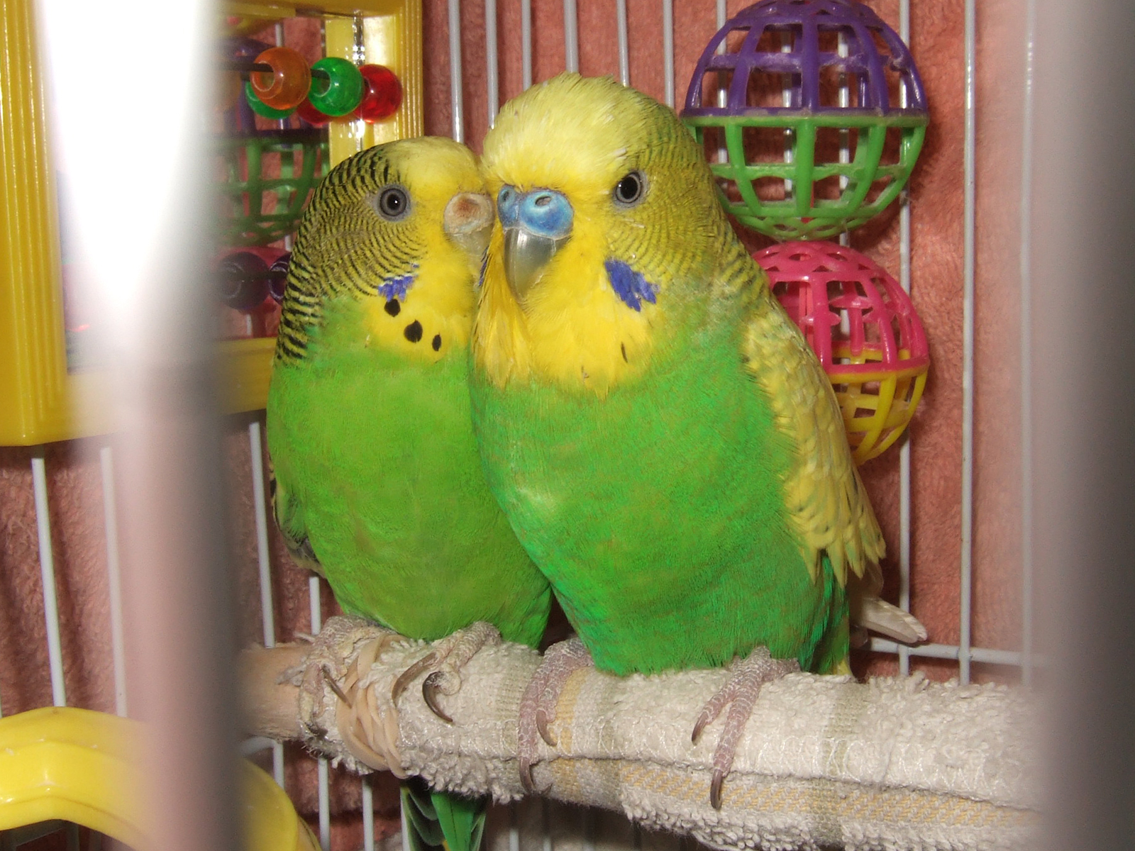 The Budgie Chick: Bill And Coo: An Old Expression That's For The (Love ...