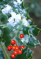 Plant Preview: Christmas Jewel® Holly PP14477 Wards Off Evil Spirits