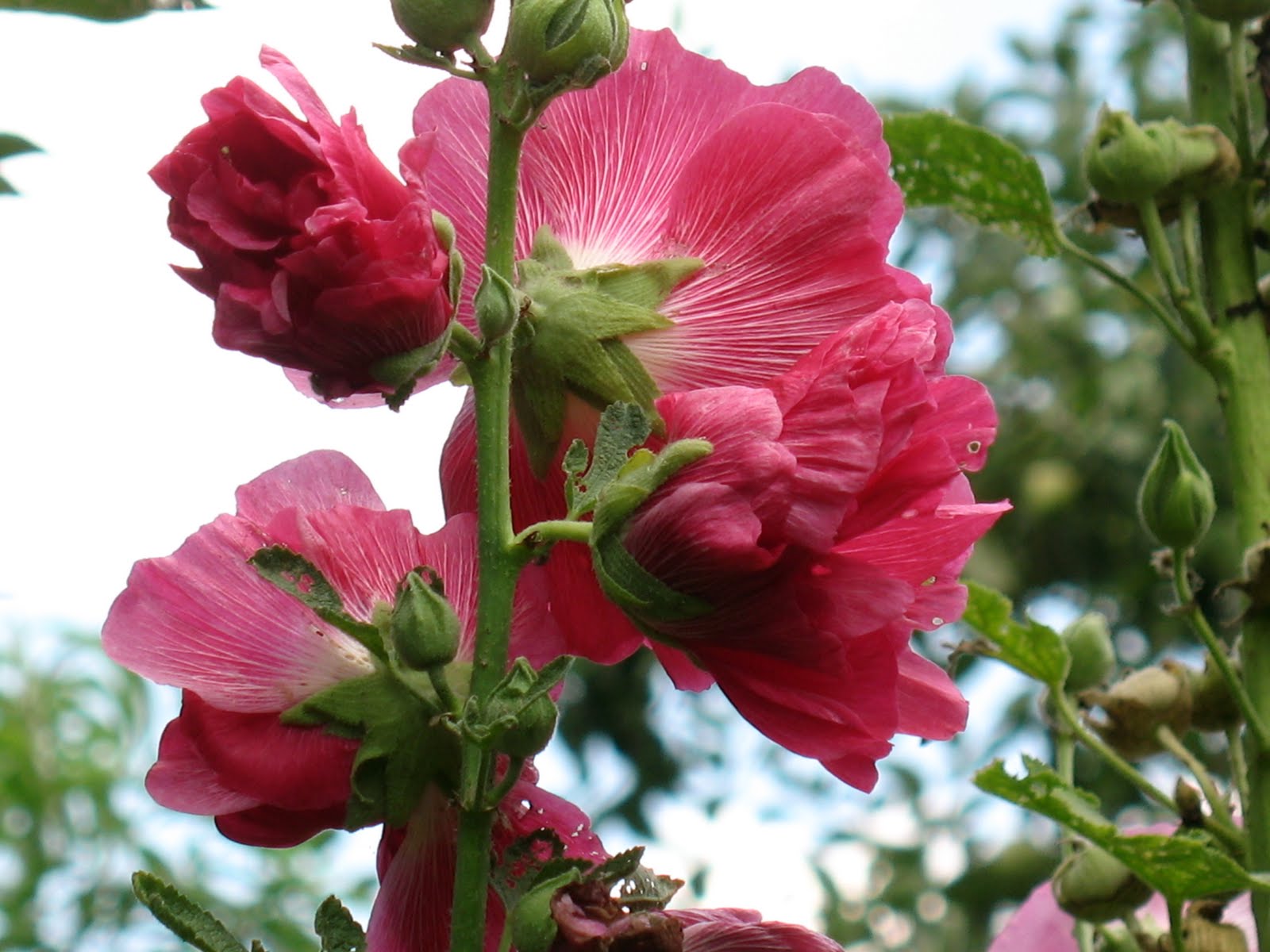 Jurnal de gradina: Gradina cu nalbe