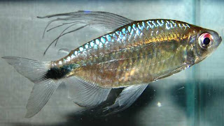 Alma d'Água: Peixes / Characiformes / Alestidae