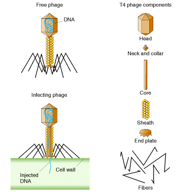 Phage Phenotypes