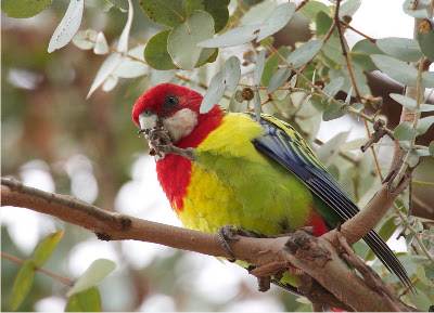 Majura birds: 2013