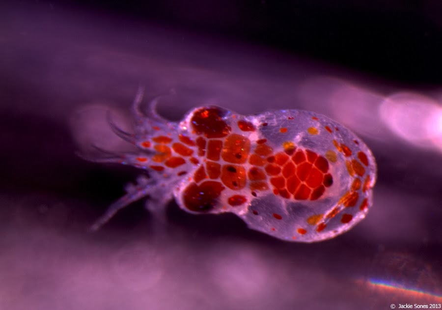 The Natural History of Bodega Head: Day 92: Ta da!