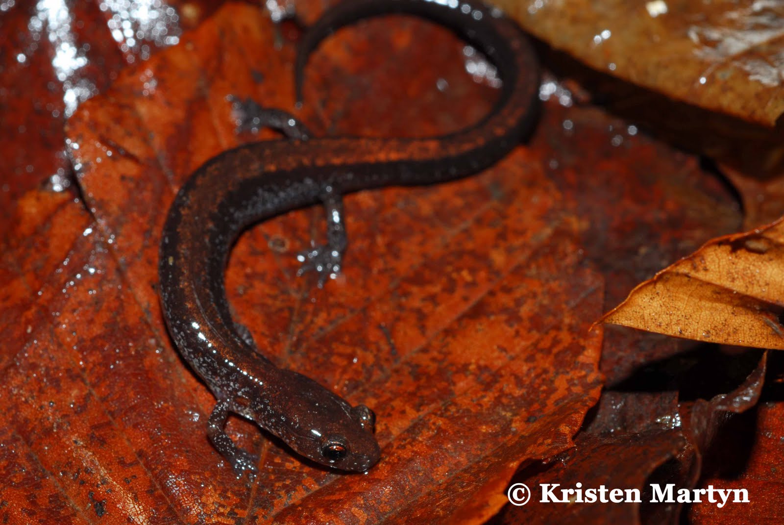 Salamanders of the Appalachians | Nature Notes Blog