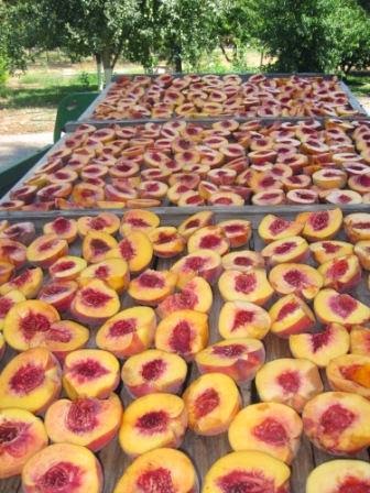 Windmill Farm: Drying Fruit and Vegetables, Floral Supplies