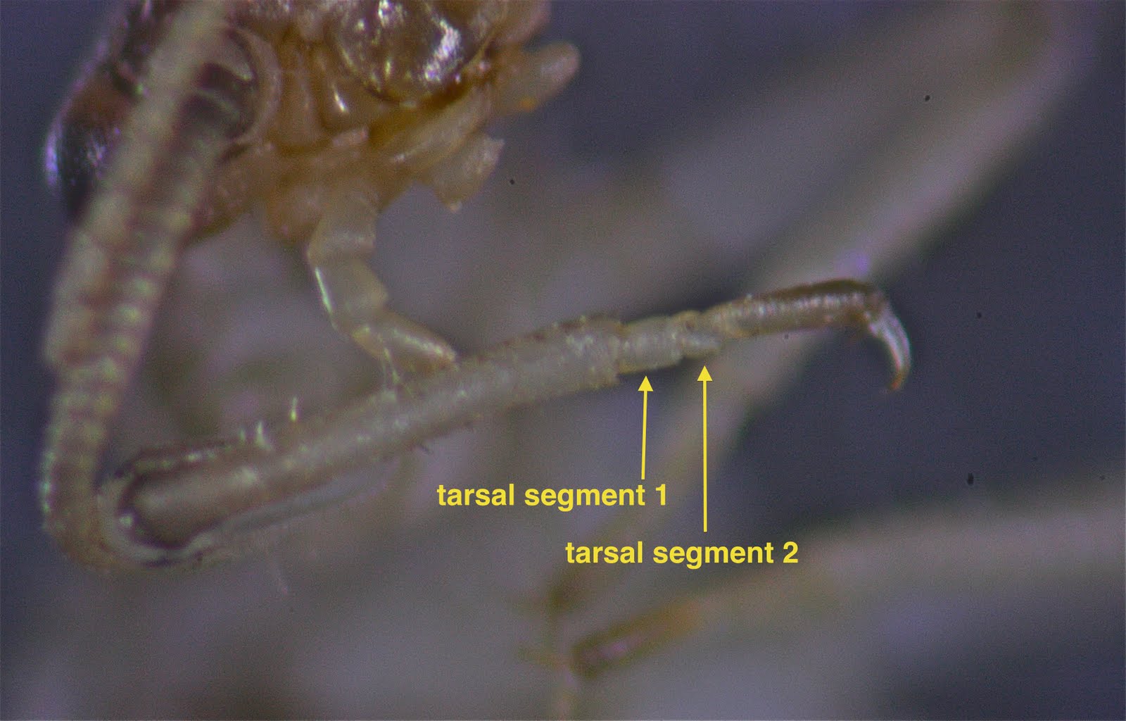 Aquatic Insects of Central Virginia: The Nemourid genera: Nemoura and ...