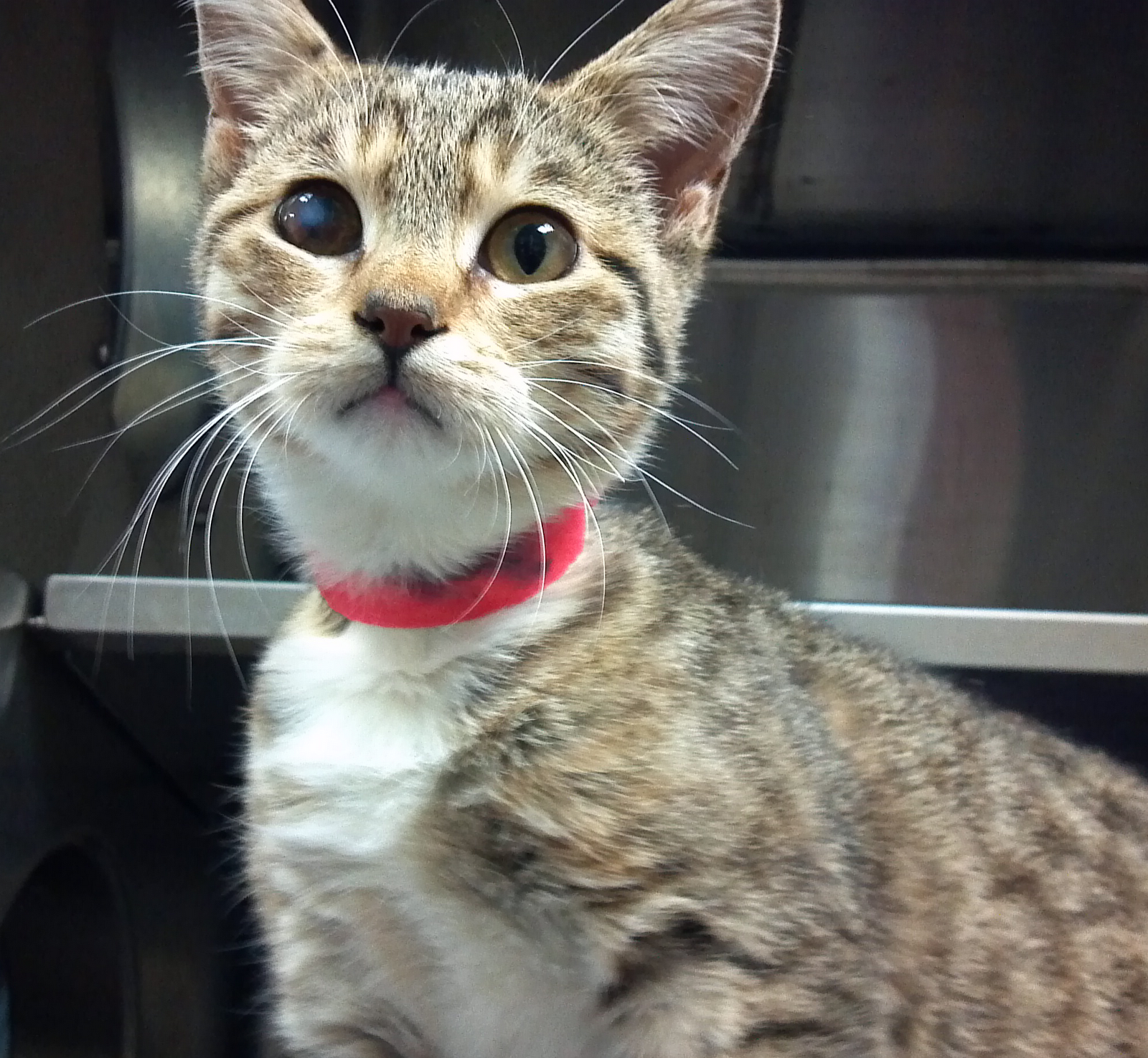 A Tonk's Tail... err, Tale...: Sight Disabled Cats: Homer, Coolio, and Stan