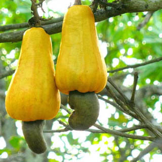 Cayú. La nuez tiene un alto nivel nutritivo, mientras que el 'falso ...