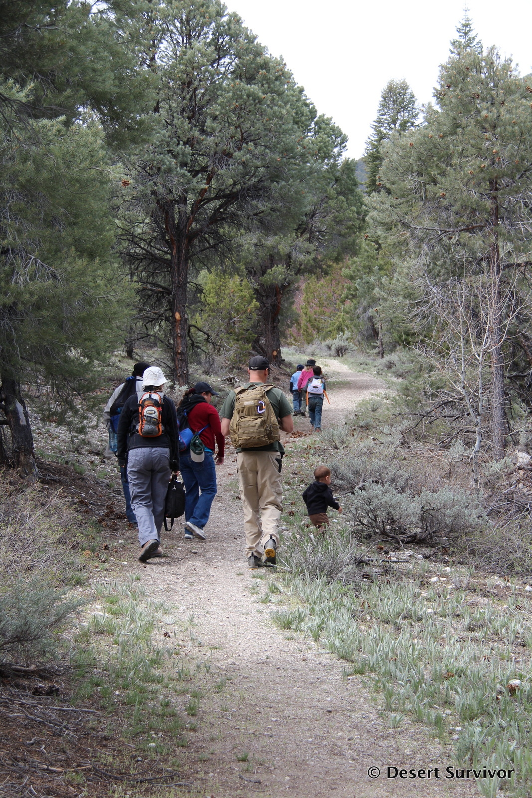 Desert Survivor: Spring Wildflowers in Pole Canyon, Great Basin ...