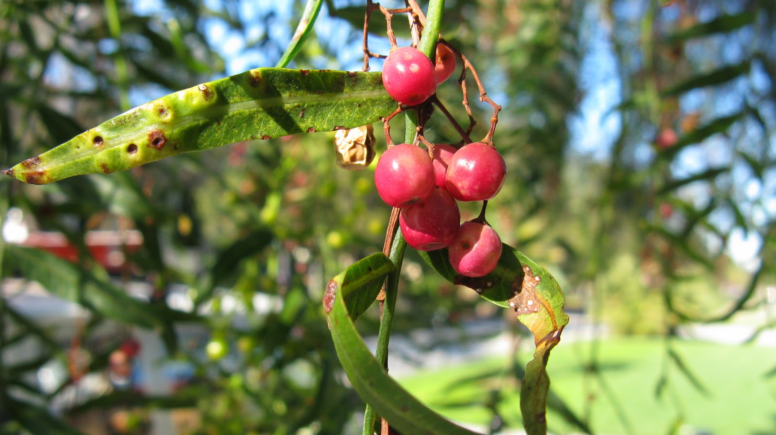 Trees of Santa Cruz County: Schinus molle - California Peppertree