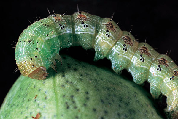 FITOSOFIA: HELIOTHIS VIRESCENS