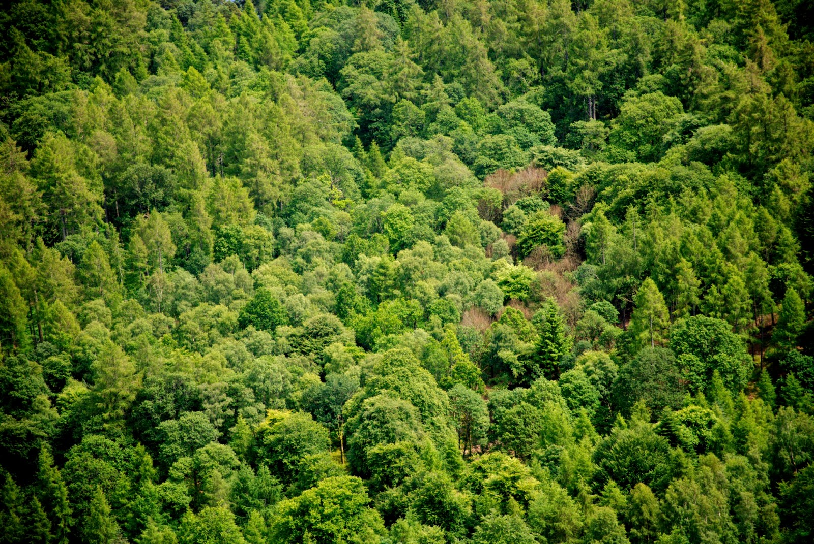Textura de copa de árvores, cobertura de floresta - Download grátis ...