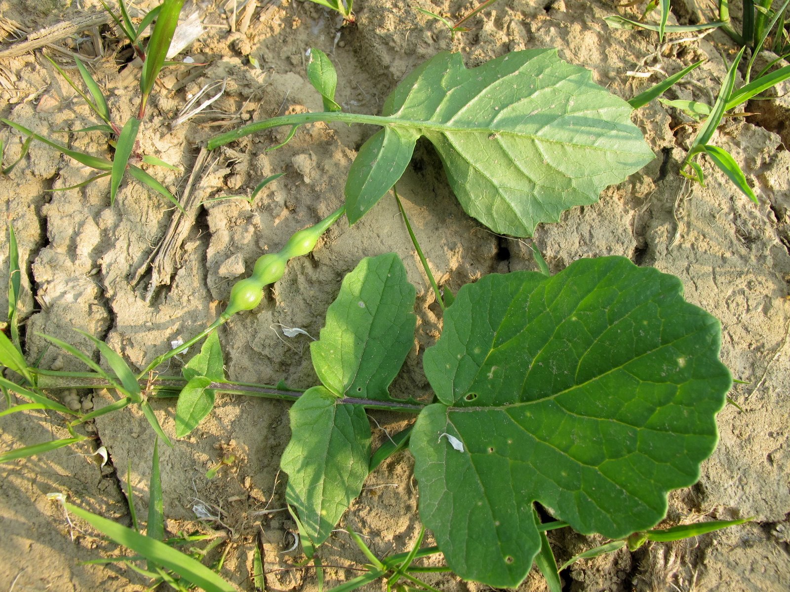 FLORA NEL SALENTO e.. anche altrove: Raphanus raphanistrum L. subsp ...