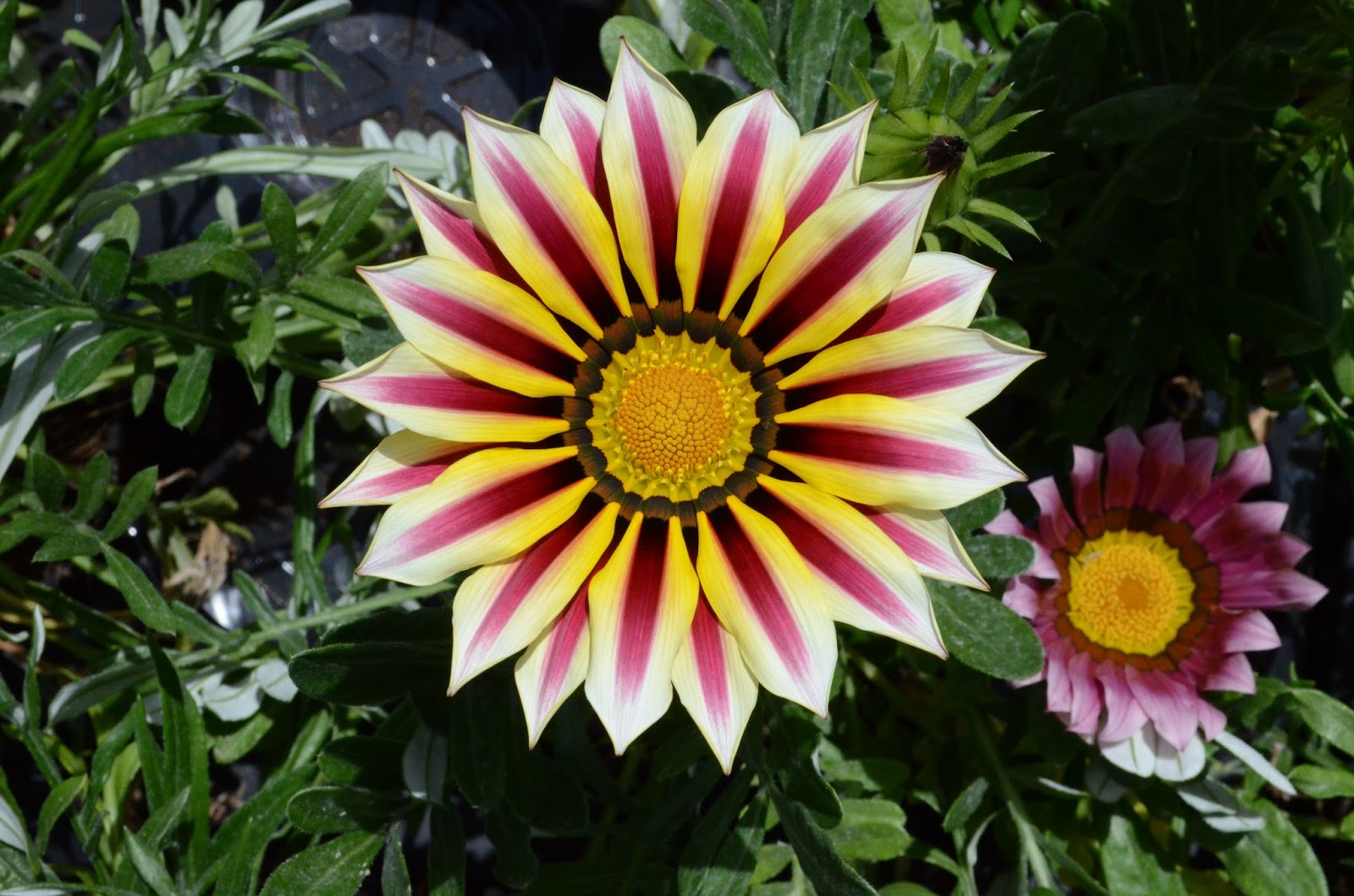 KAUA TEHTUD HERBAARIUMIKE: SUVELILLED