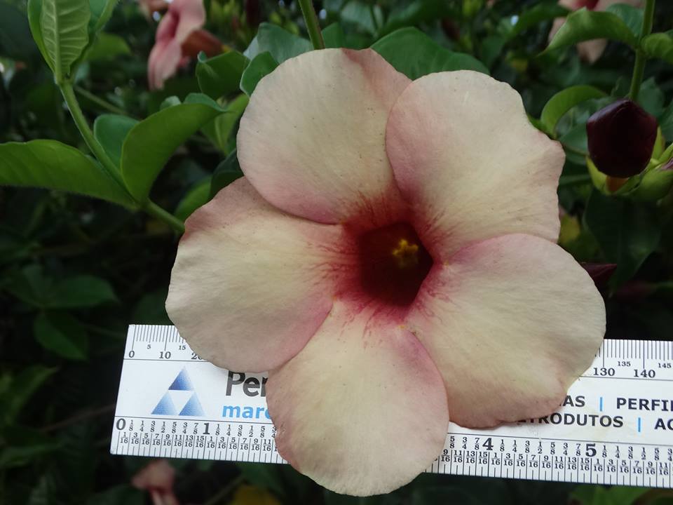 Meu Cantinho Verde: ALAMANDA-ROSA, ALAMANDA-ROXA - ( Allamanda blanchetti )