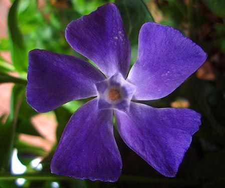 Flowers Of The World: Periwinkle Flowers In The Species Catharanthus Roseus