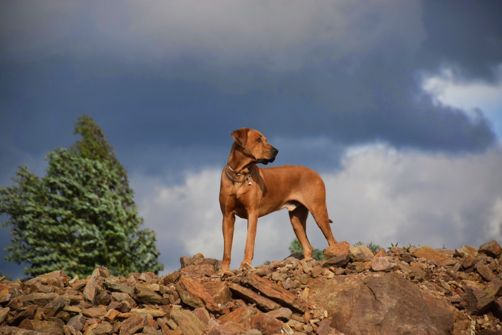 Cachorros Leão da Rodésia: Leões da Rodésia - Reservas para Ninhada S