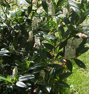 Our Garden Journal: The "Comeback Kids": Dwarf Cherry Laurel