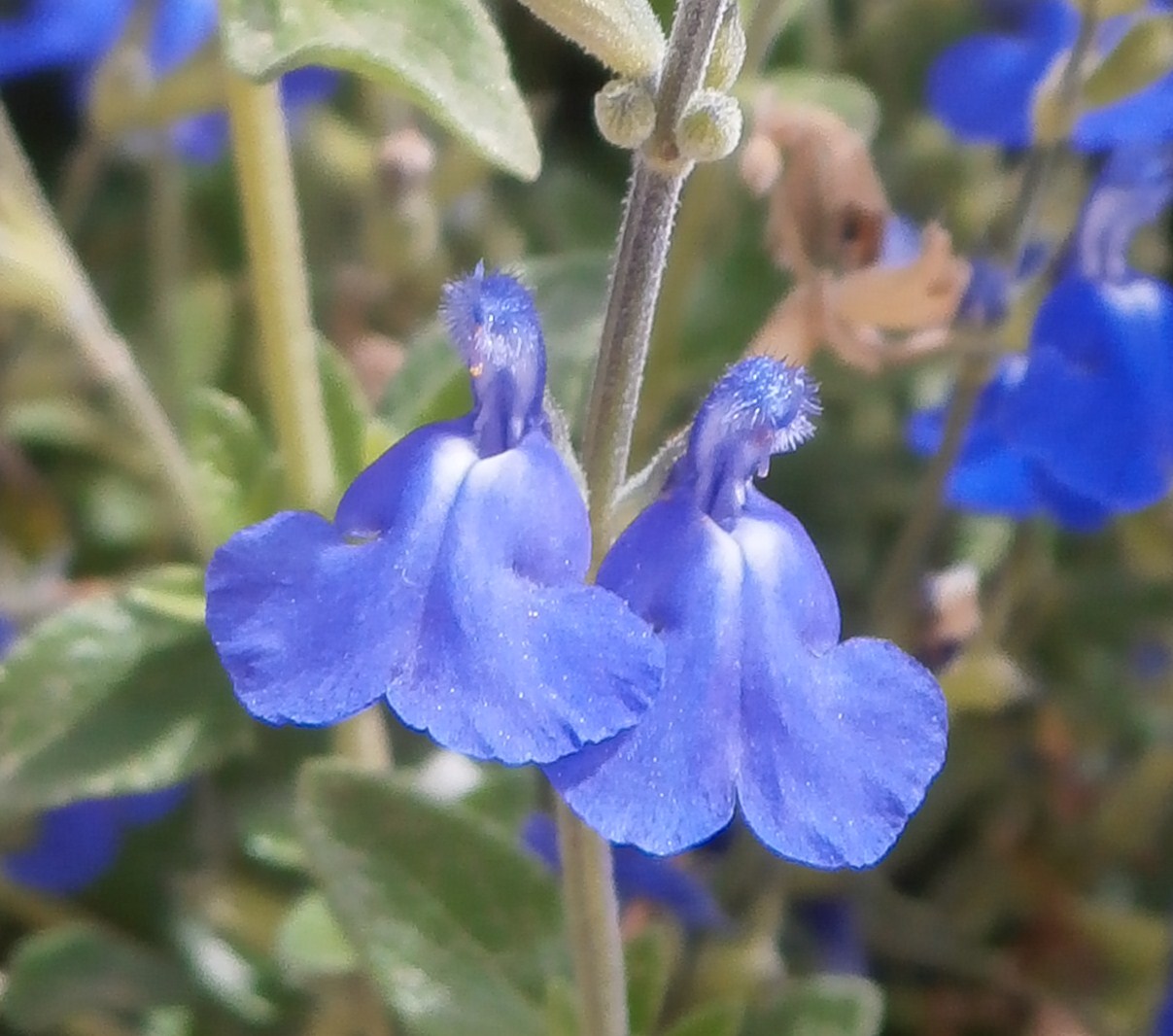 Argentina nativa: Salvia rastrera (Salvia procurrens)