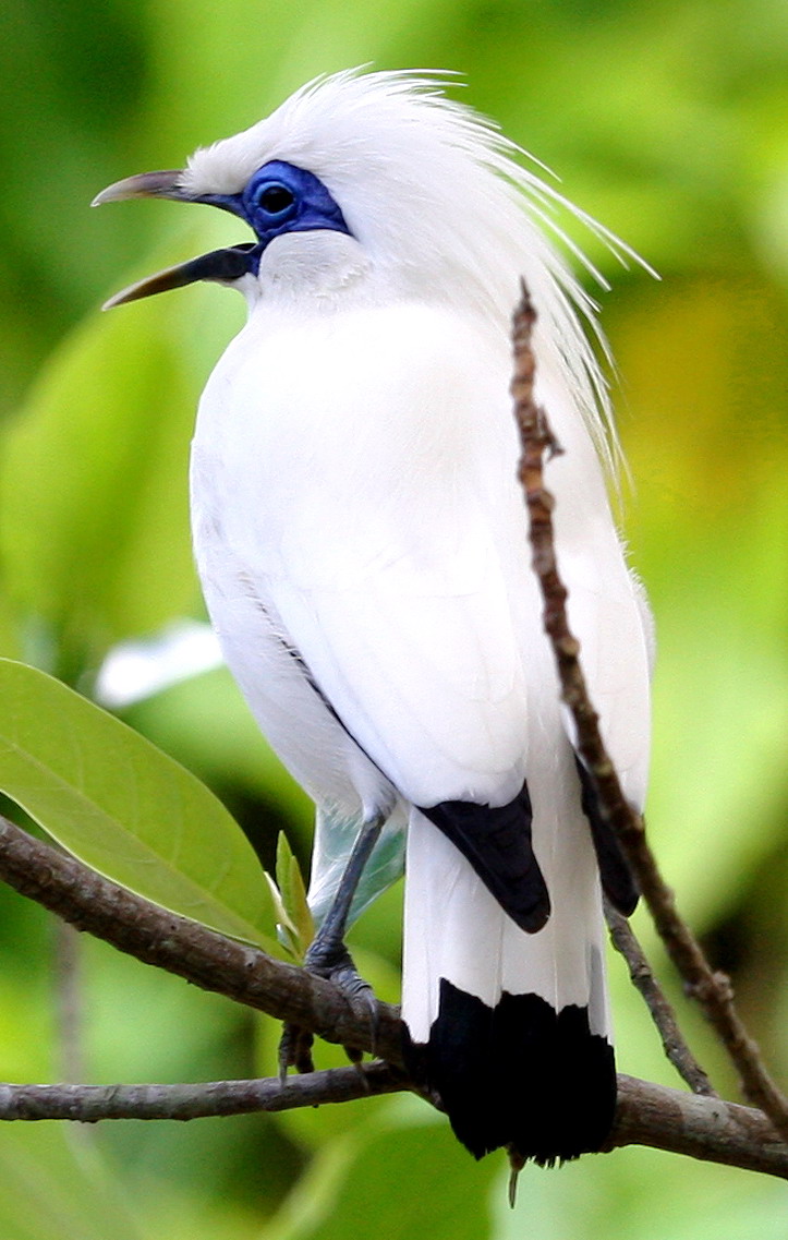 Bali Blog. Een ander leven.: Bali Starling