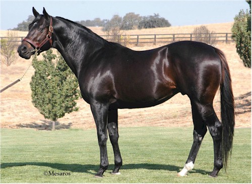 Springstone Horses: When They Say a Sire "Stamps" His Progeny