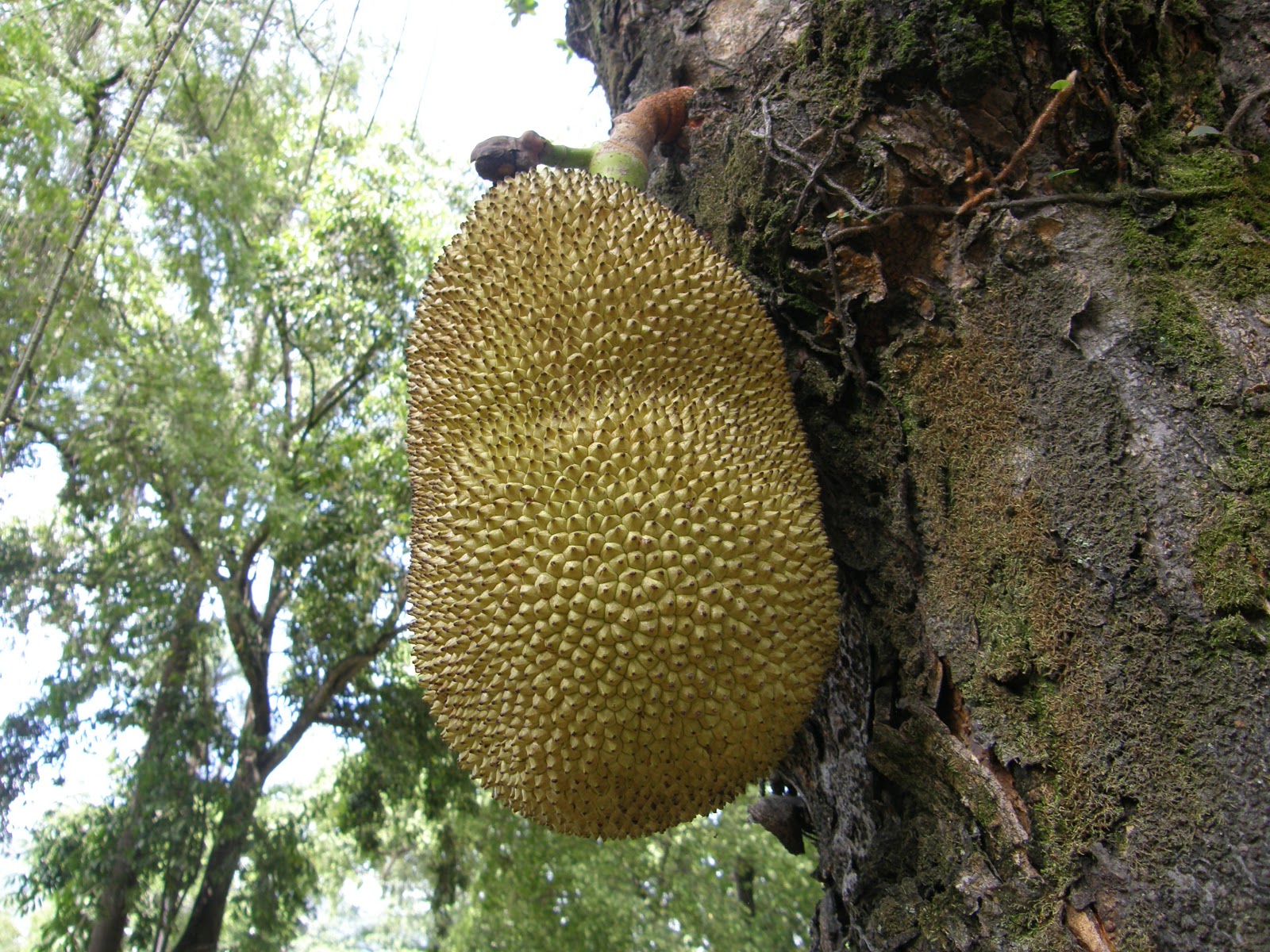 BIOFLAGRANTES*: JACA