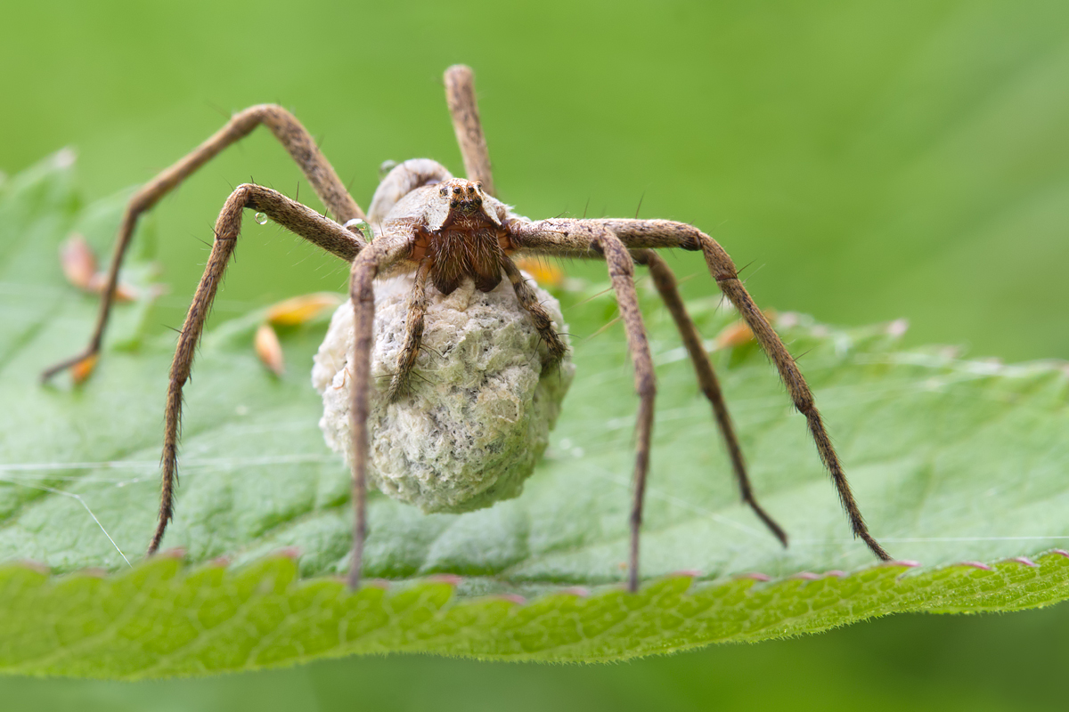 Spider Carrying Egg Sack