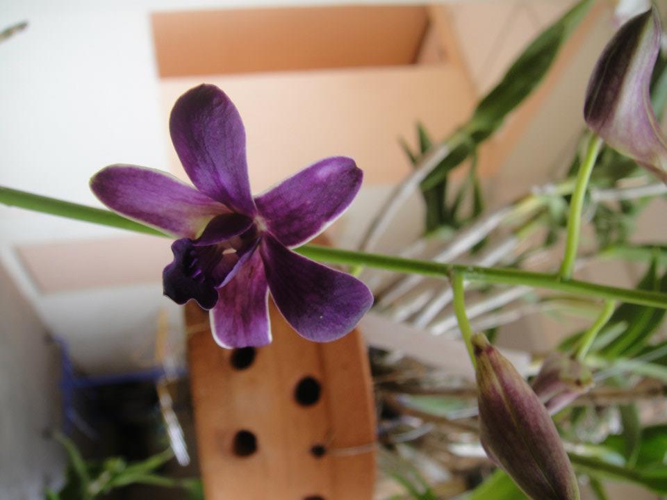 Anggerik Meow Meow: Dendro that still alive in my garden