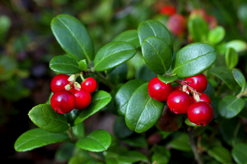 Some Good Blogs: Lingonberry, the New Super Fruit