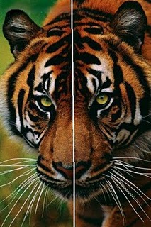 New Look: Simetria X Assimetria