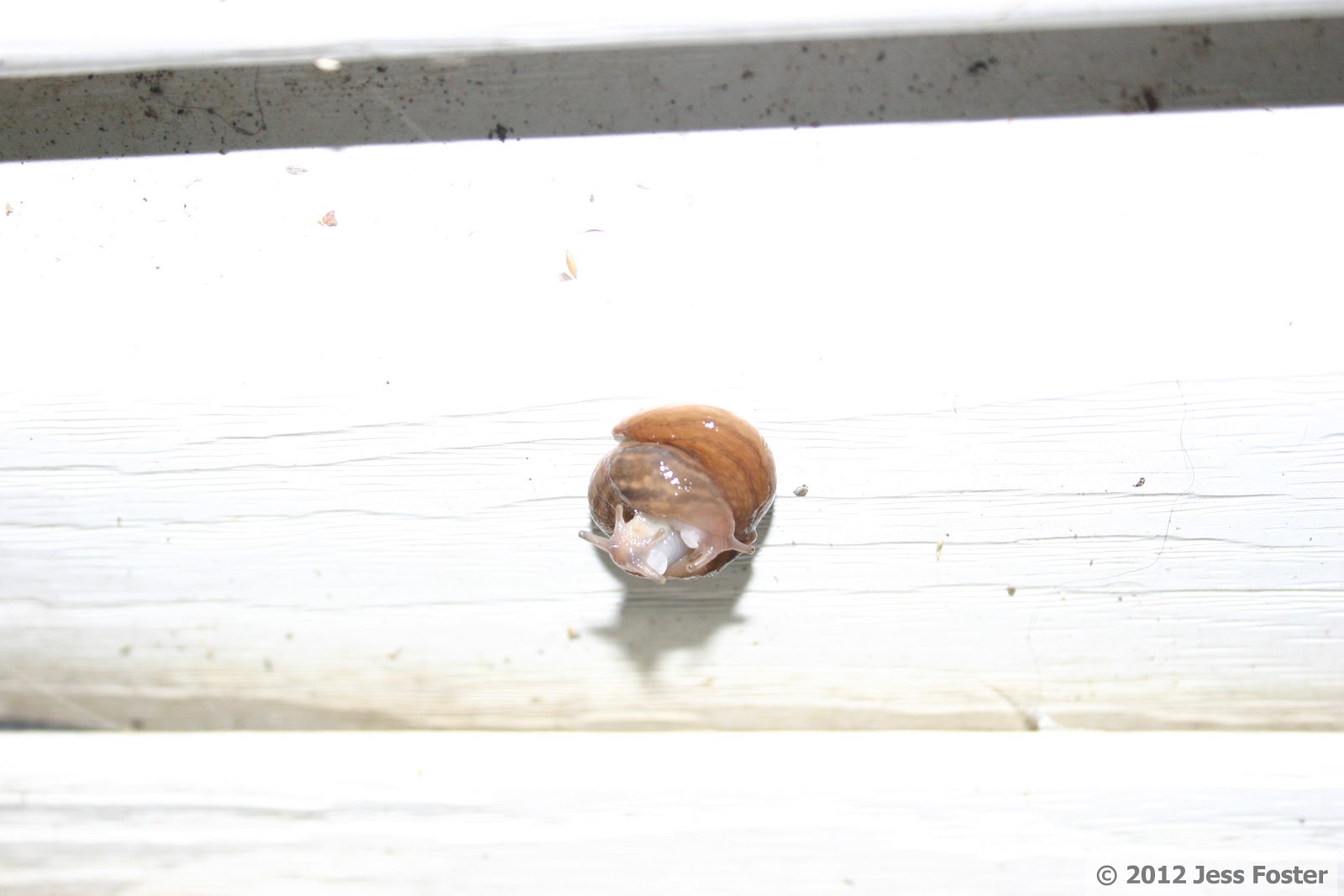 Sluggin' Along: Mating Slugs: Copulation - Penial Appendix - Part 1