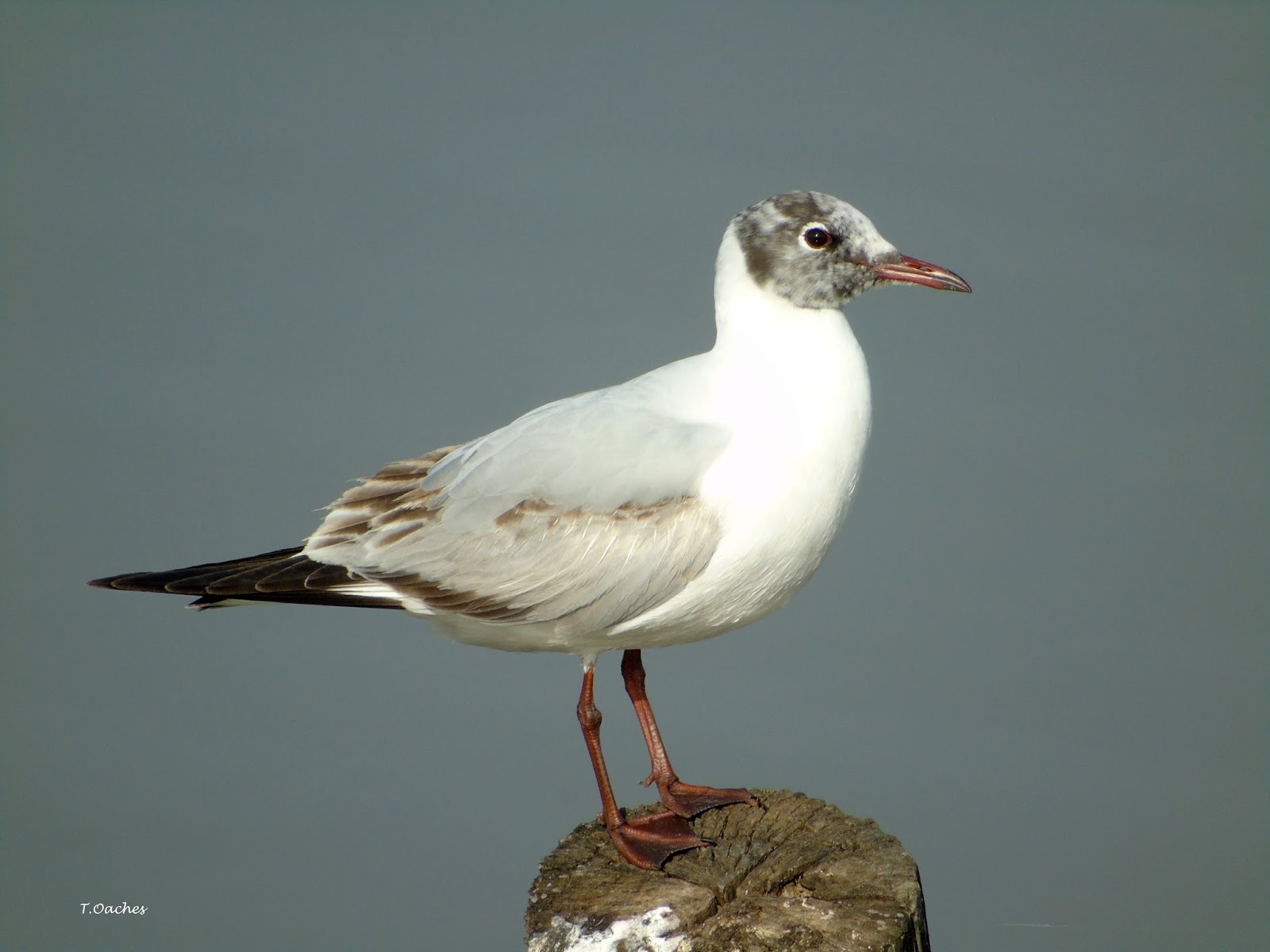 PASARI DIN ROMANIA: PESCARUSUL RAZATOR, Chroicocephalus ridibundus