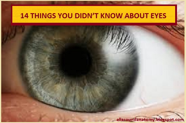 human anatomy: 14 THINGS YOU DIDN’T KNOW ABOUT EYES
