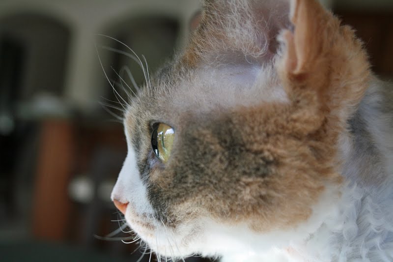 Daisy the Curly Cat: Snout and About