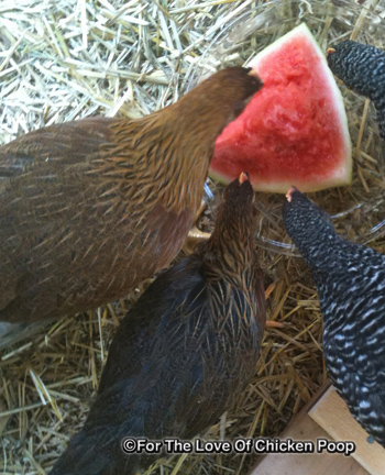 About Heat Stress and Keeping Your Flock Cooled Down! | Community Chickens