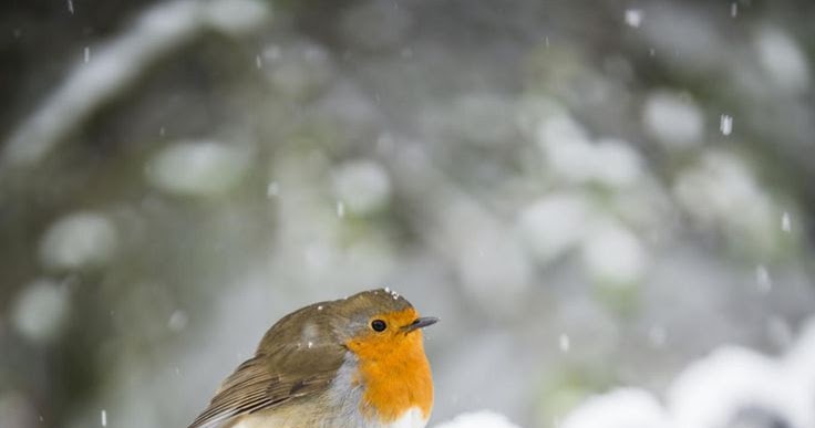 Genial Misanthrope: Disappointed birds