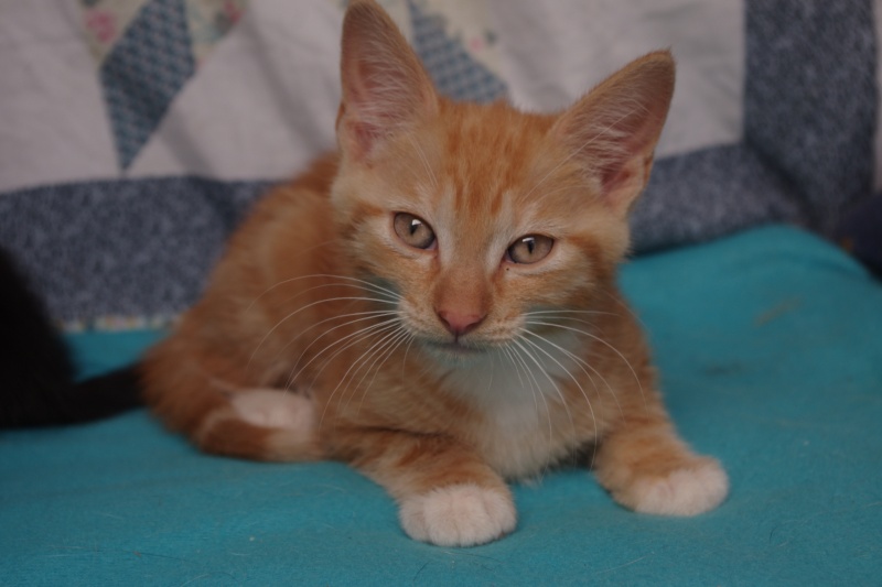 Photo de chat: Galerie d'images de chatons roux