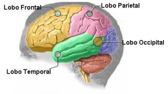 Alta-Mente!: Lobos Cerebrais