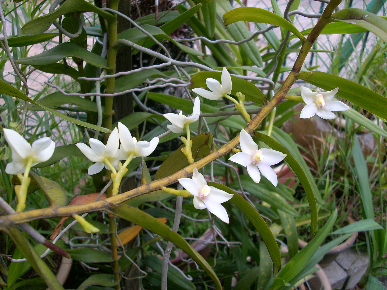 orchid69: Thrixspermum Calceolus
