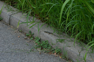 Ohio Birds and Biodiversity: Wall lizard