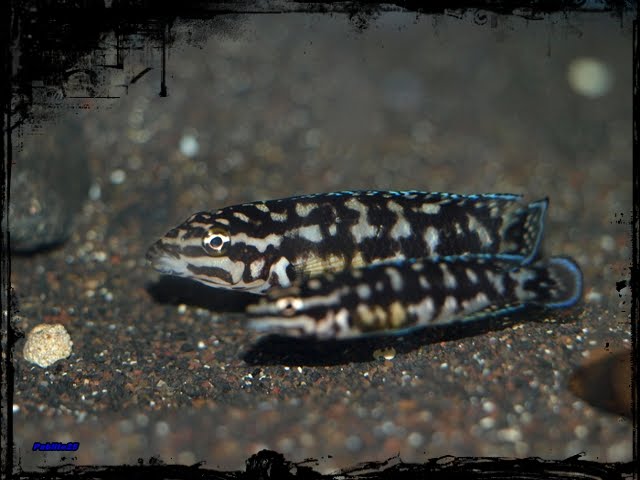 Pablito25: Altolamprologus Calvus y Julidochromis Transcriptus Gombi