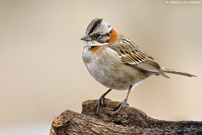 leyendas del litoral: Leyenda El chingolo