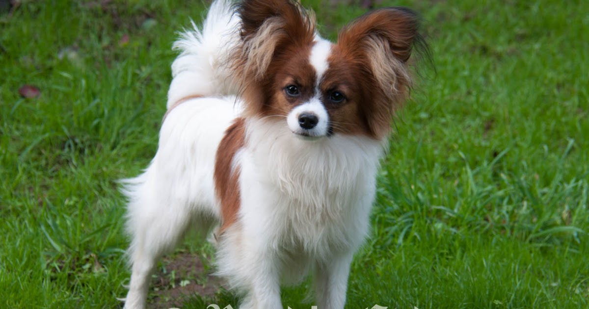 Road's End Papillons : 8 Months Old Papillon Boy