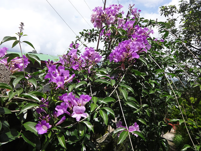 Herbs from Distant Lands: Garlic Vine, Ajos Sacha - Mansoa alliacea ...