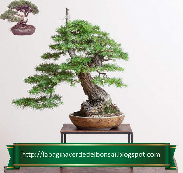 Fir bonsai are rare and should only be considered suitable for the most ...